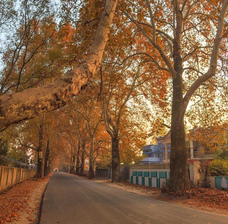 Chinar Range – Premium Plots in Forest Town Islamabad